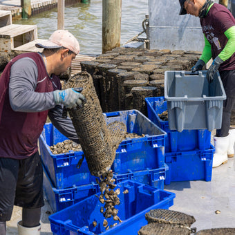 Our Oyster Farming Process | Murder Point Oysters